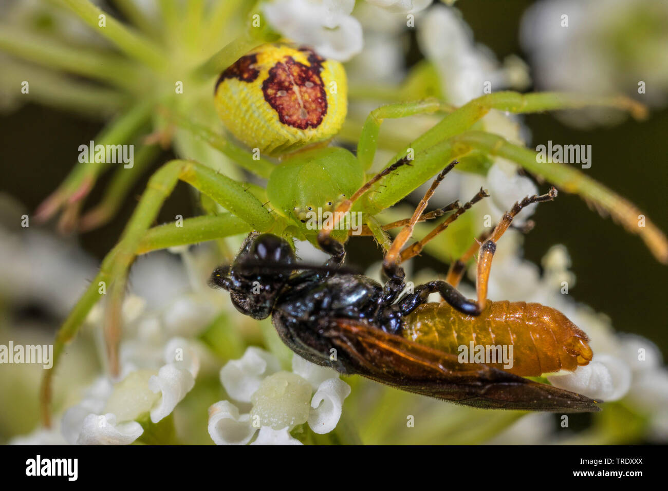 crab spider (Ebrechtella tricuspidata, Misumenops tricuspidatus), with ...