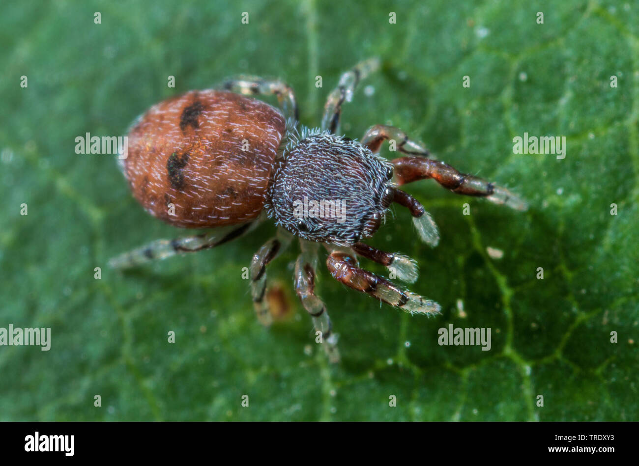 jumping spider (Ballus chalybeius), on a leaf, Germany Stock Photo - Alamy
