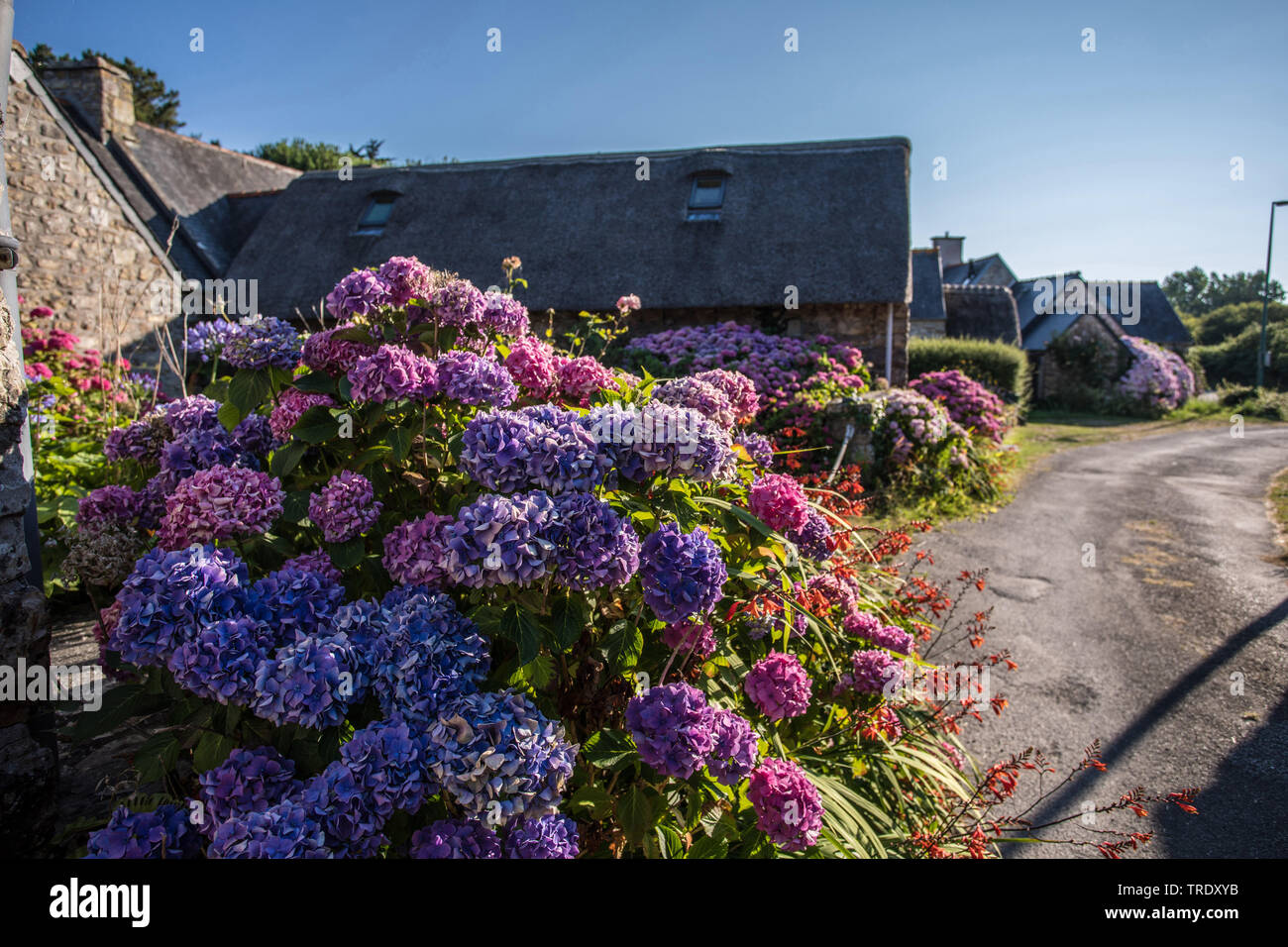 Garden hydrangea, Lace cap hydrangea (Hydrangea macrophylla), typical ...