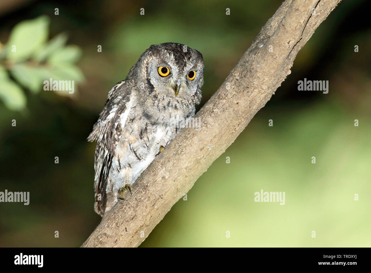 Arabian Scops Owl; Otus pamelae (Otus pamelae), sitting on a tree ...