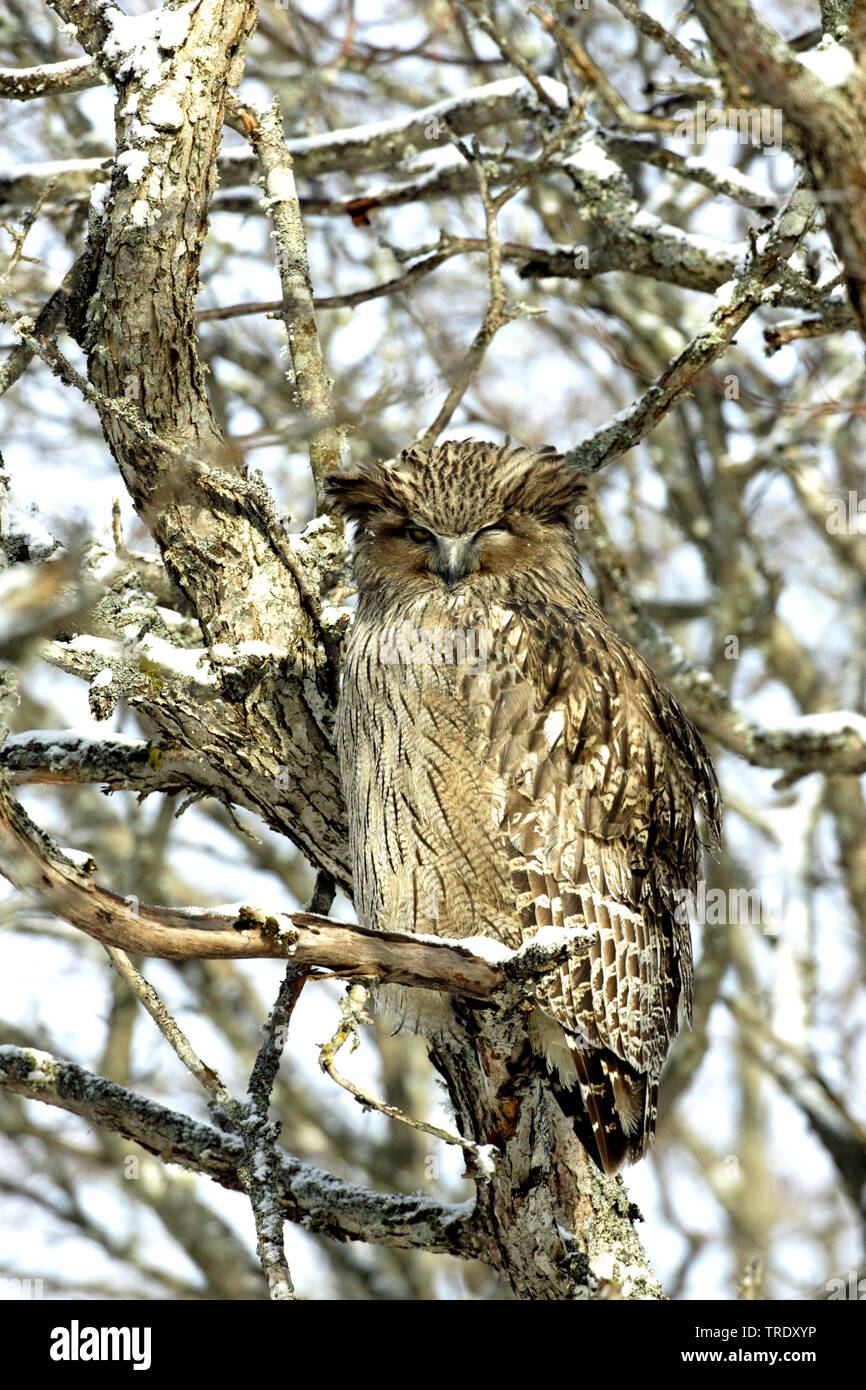 blakistons fish owl (Bubo blakistoni), sitting on a tree, Japan ...