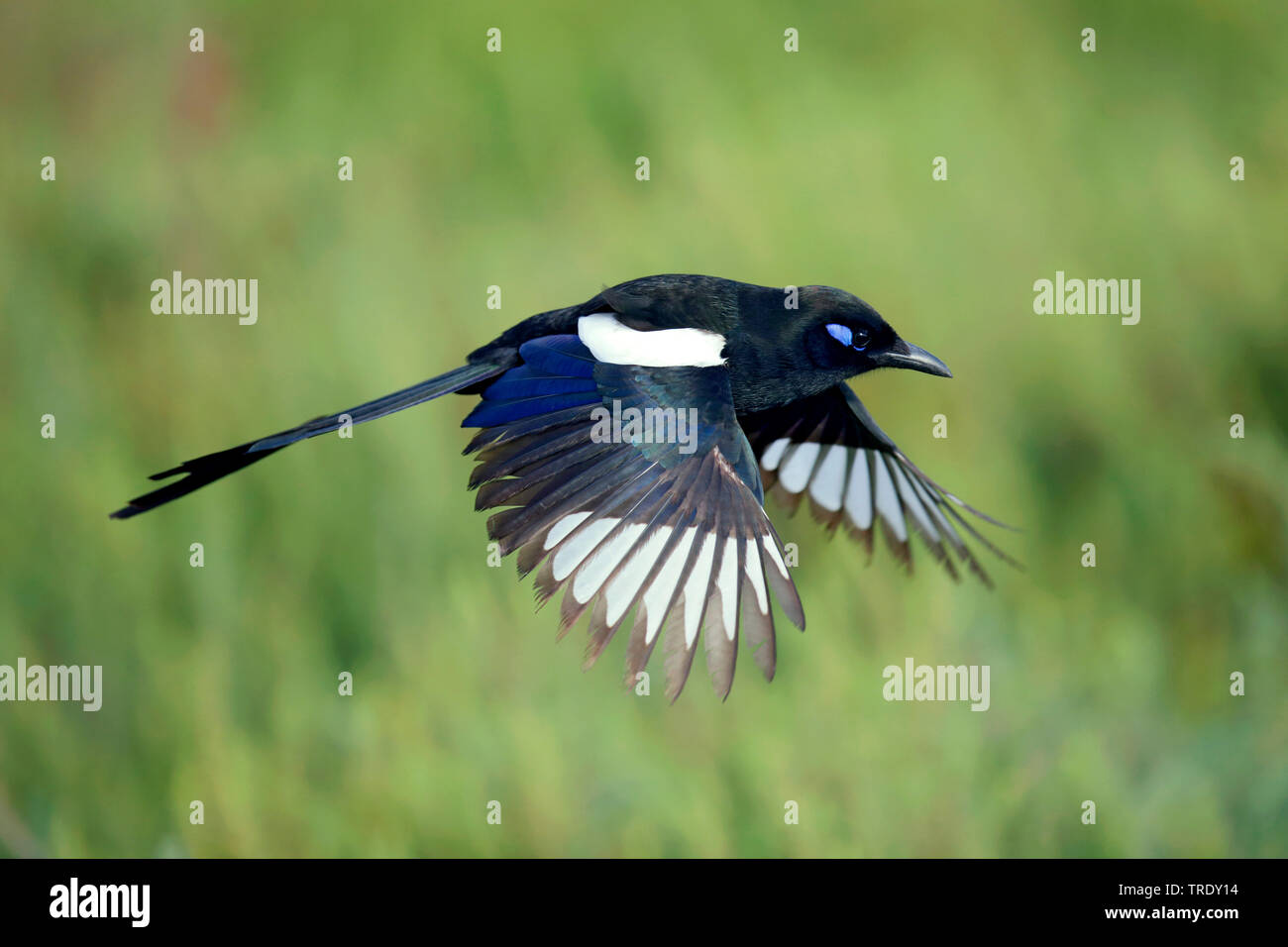 black-billed magpie (Pica pica), in flight, Morocco Stock Photo - Alamy