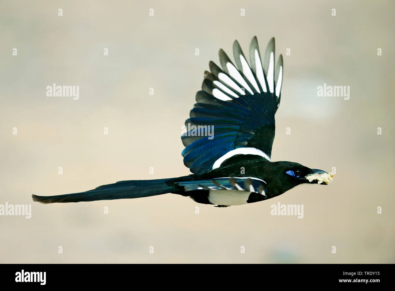 black-billed magpie (Pica pica), in flight, with fodder in the ebak ...