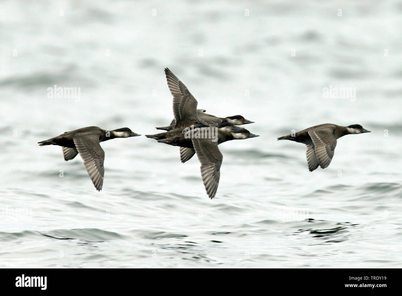 Group in flight over water hi-res stock photography and images - Alamy