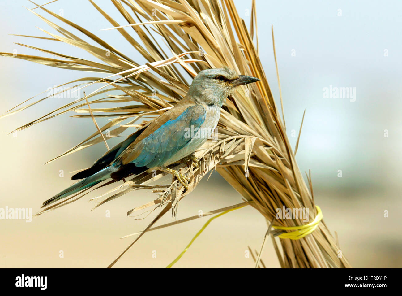 Eastern european roller hi-res stock photography and images - Alamy