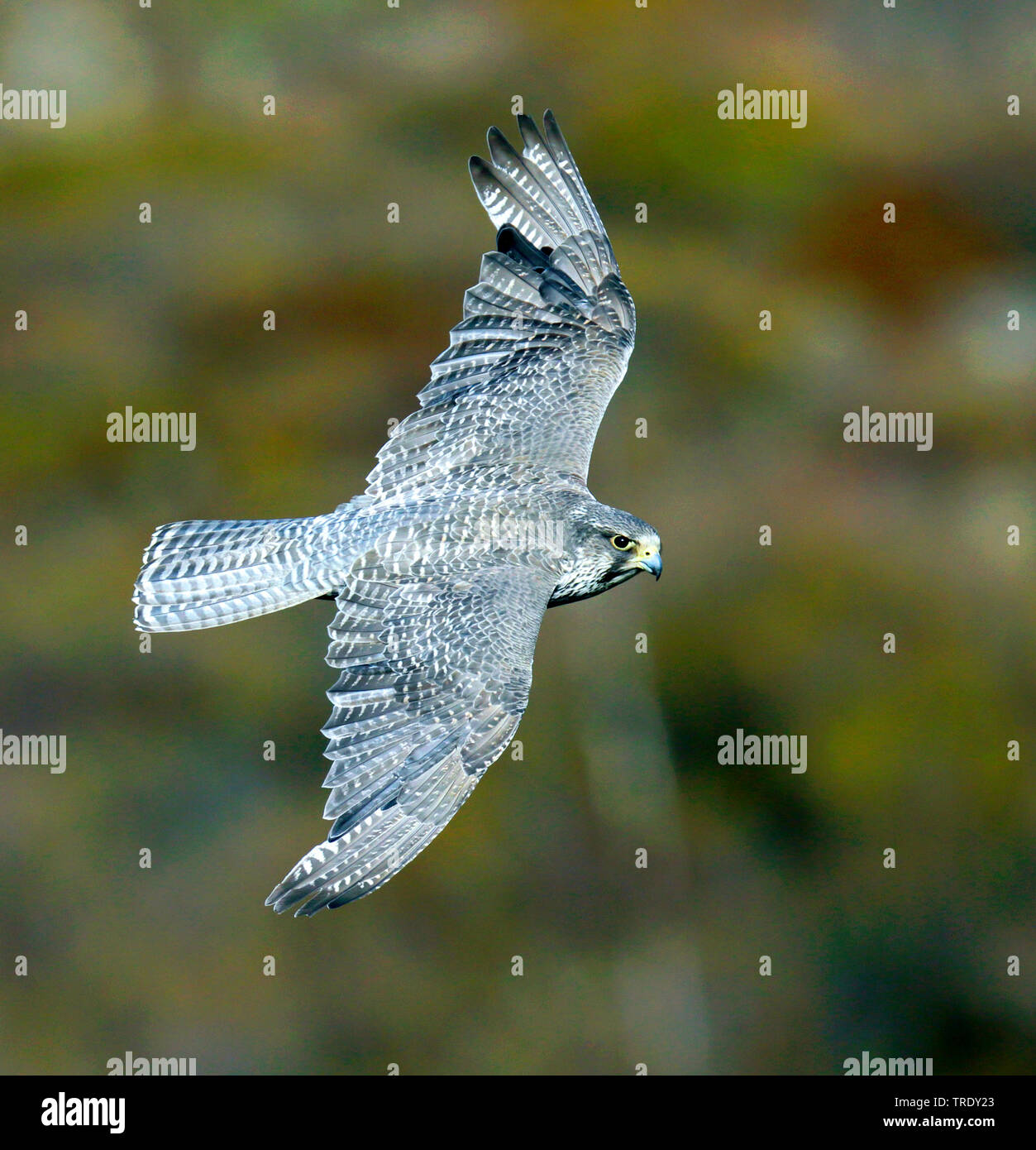 Gyr falcon flying hi-res stock photography and images - Alamy