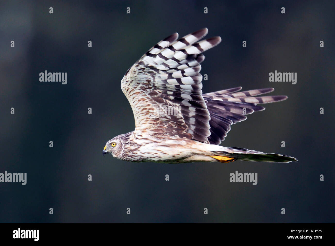 hen harrier (Circus cyaneus), adult female in flight, Finland, Hanko ...