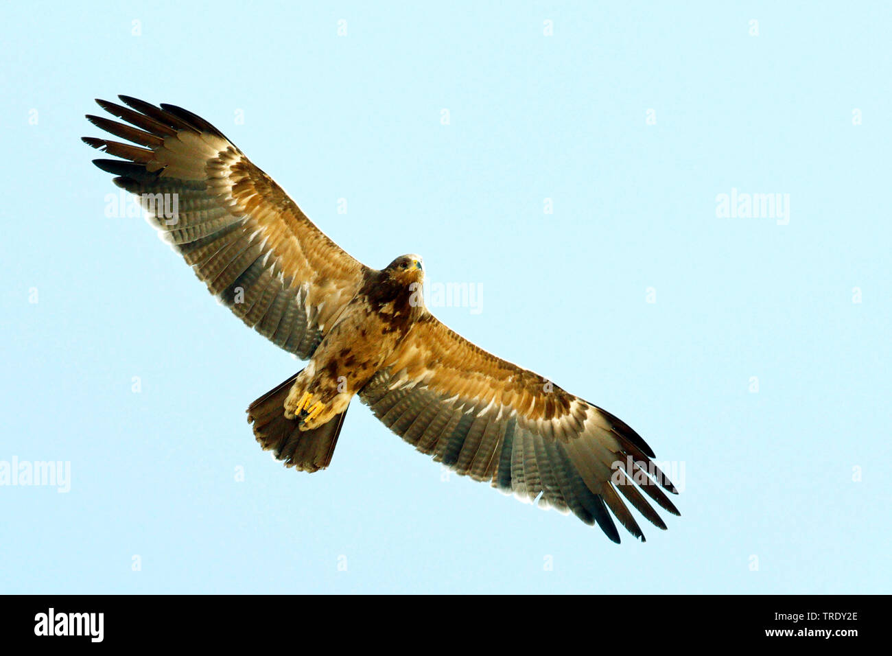 lesser spotted eagle (Aquila pomarina, Clanga pomarina), immature in ...