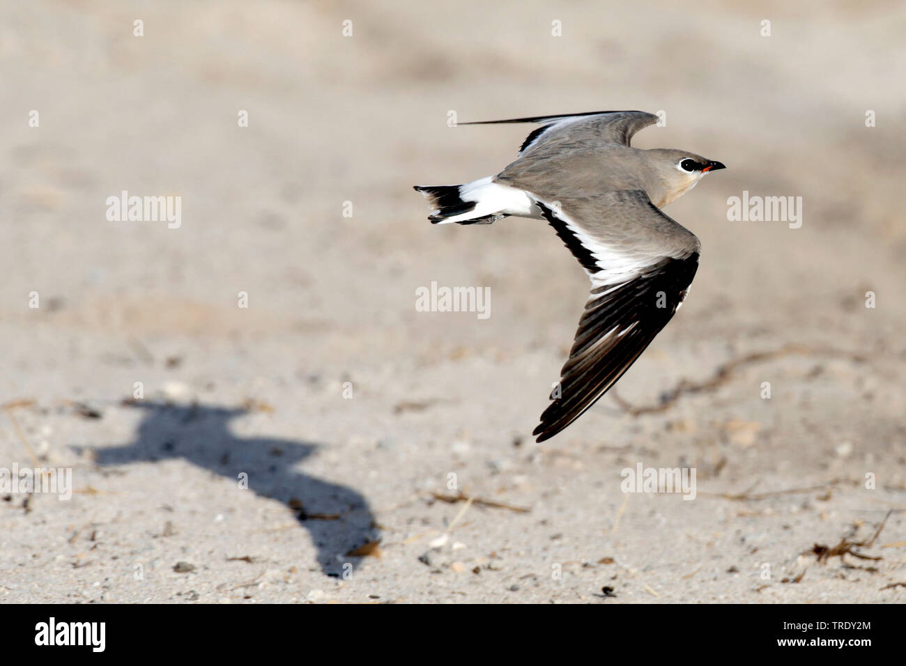 Pratincole flight hi-res stock photography and images - Alamy