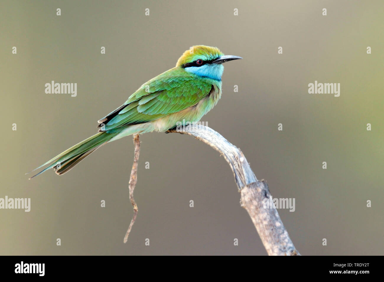 Little green bee eater (Merops orientalis), sitting on a branch, Oman ...