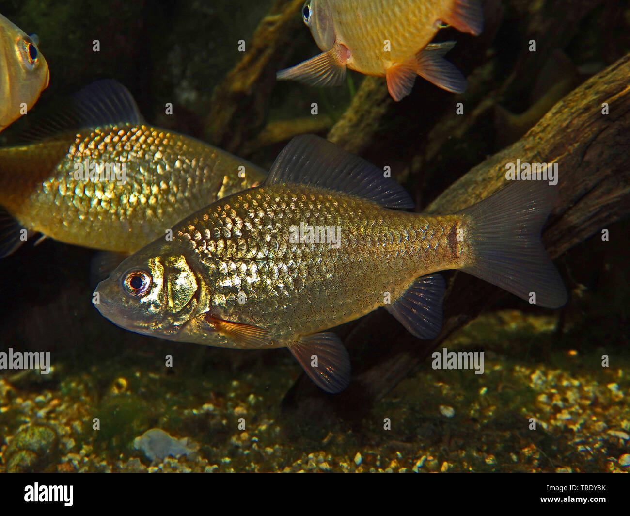 Crucian carp (Carassius carassius), swimming, side view, Germany Stock ...
