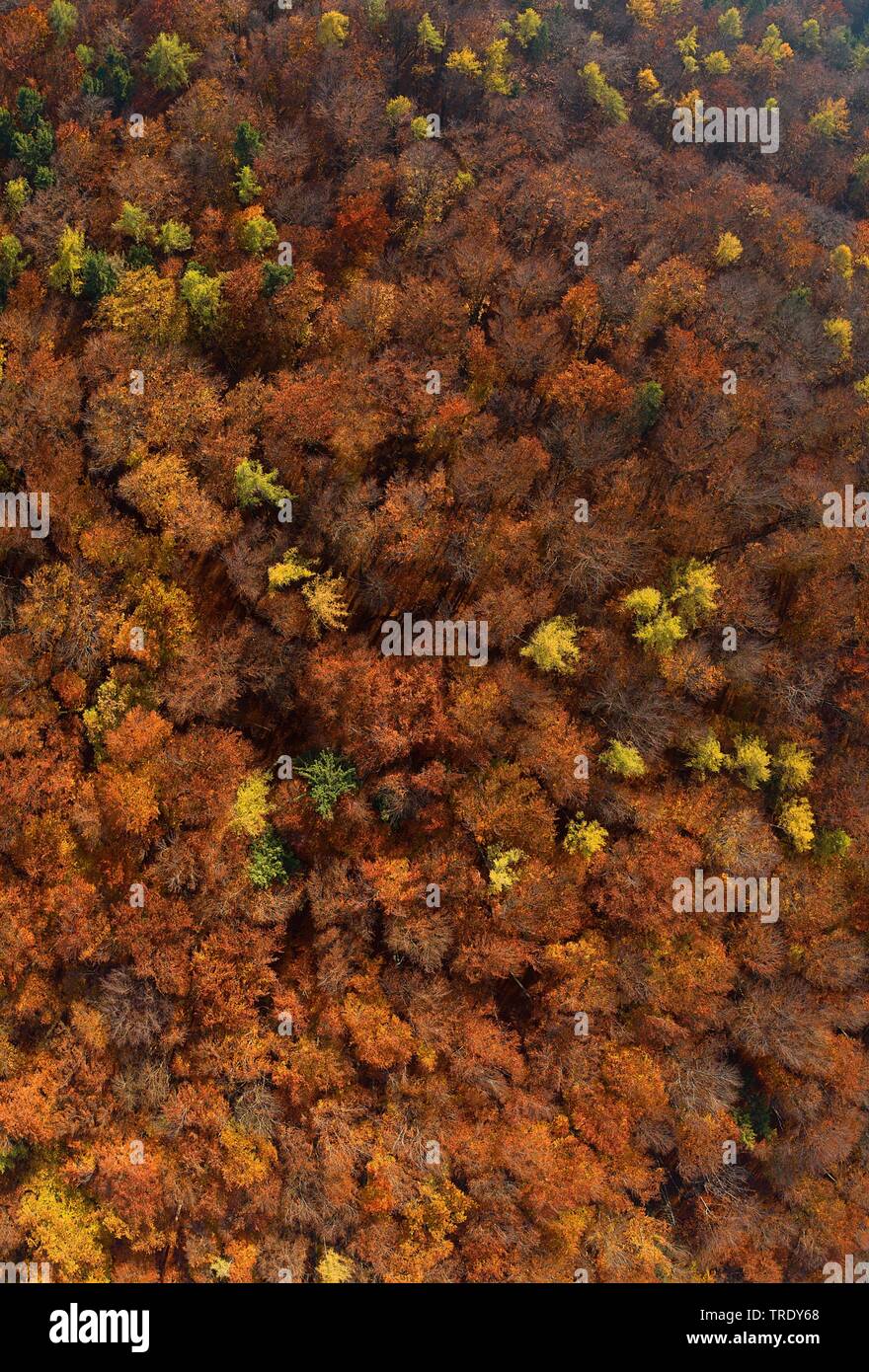 aerial view of autumnal forest, Hienheimer Forst, Nature Reserve ...