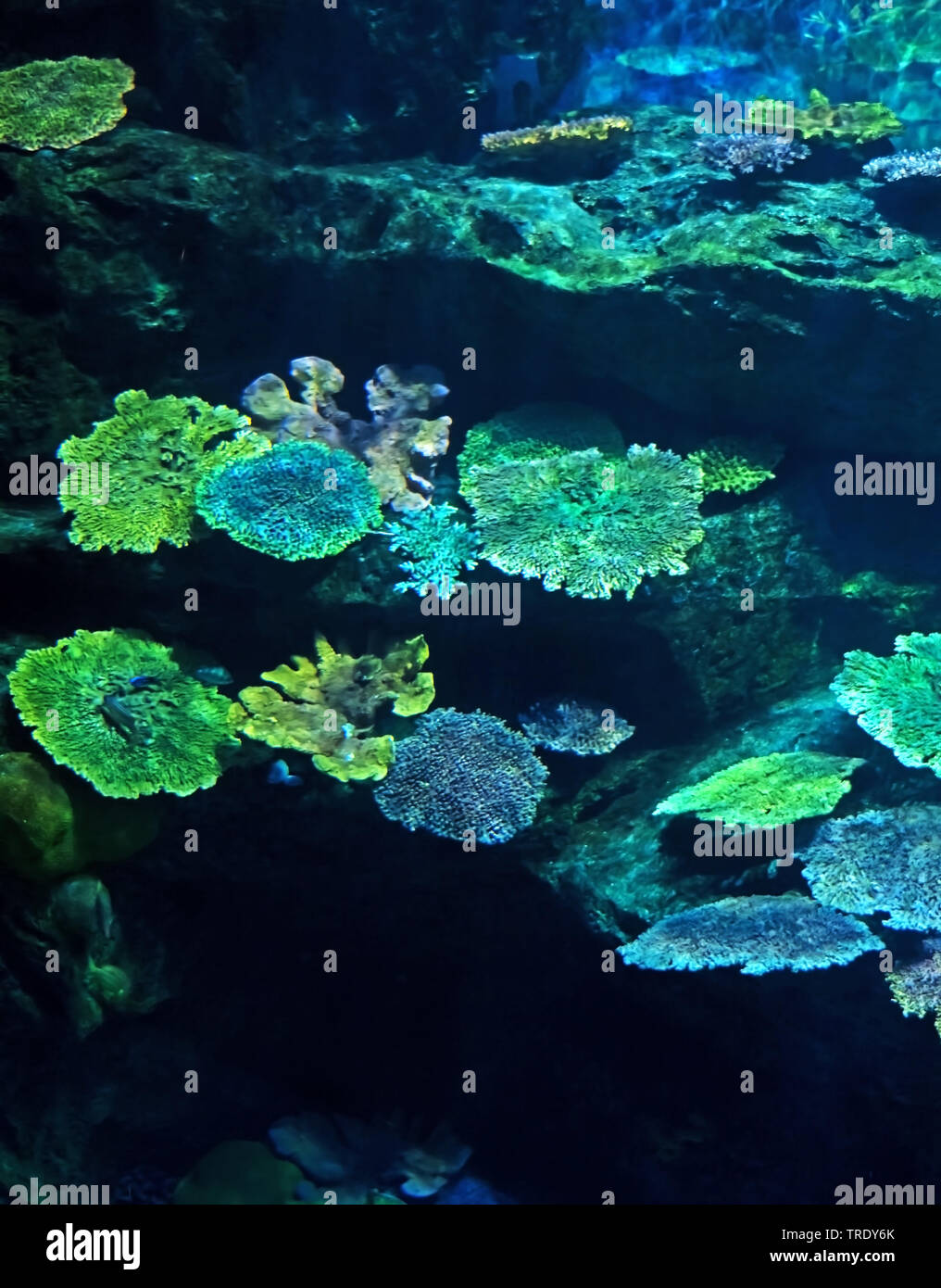 Closeup Beautiful Scene of Undersea Coral Reef Stock Photo - Alamy