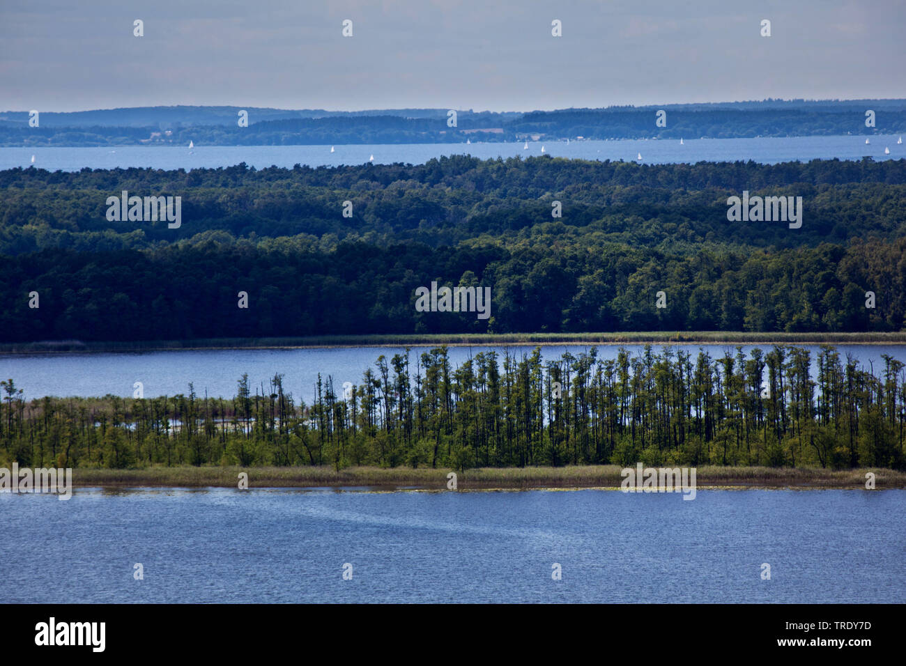 view from tower Kaeflingsbergturm to Mueritz National Park, Germany ...