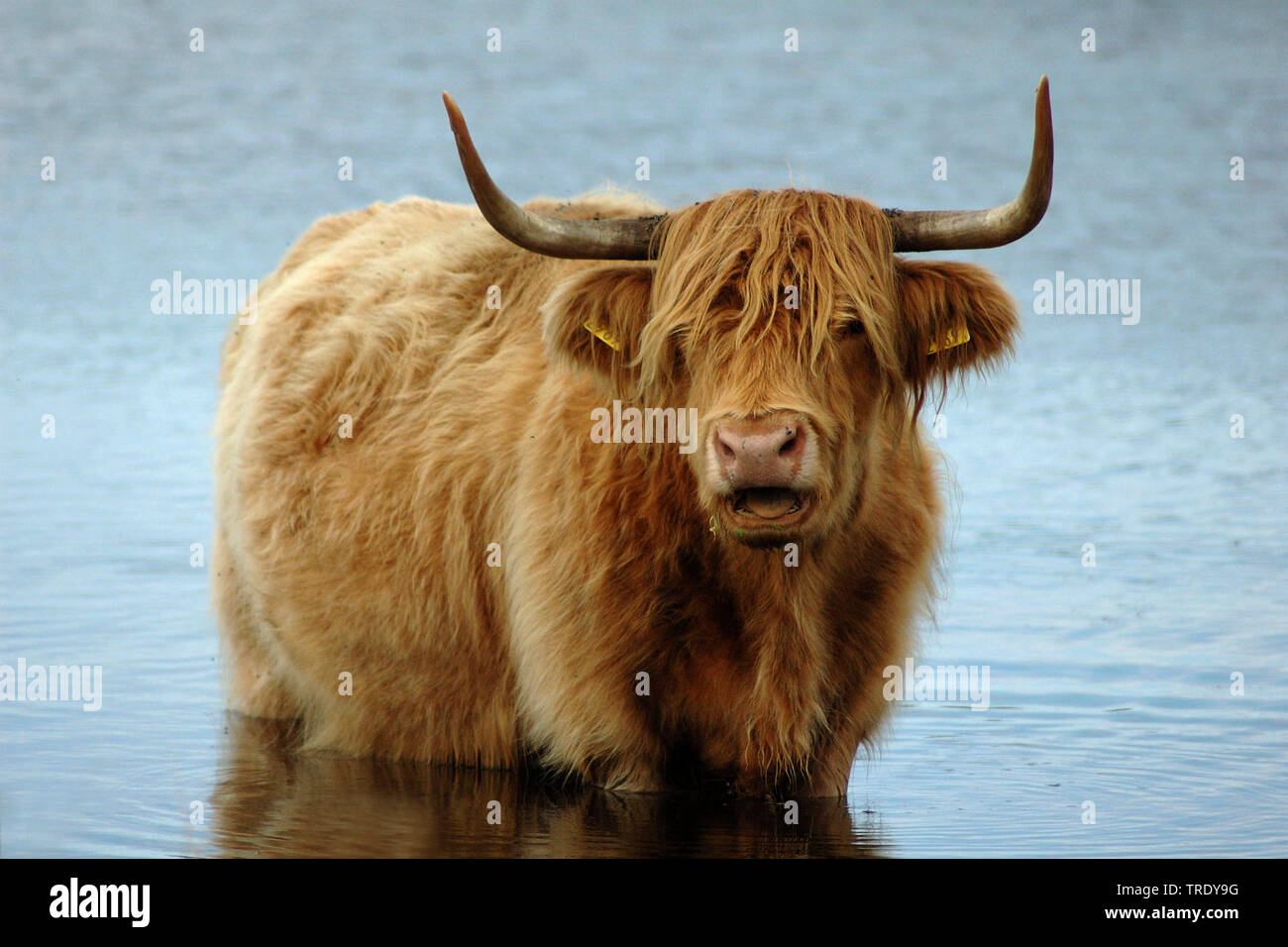 Scottish Highland Cattle, Kyloe, Highland cow, Heelan coo (Bos ...