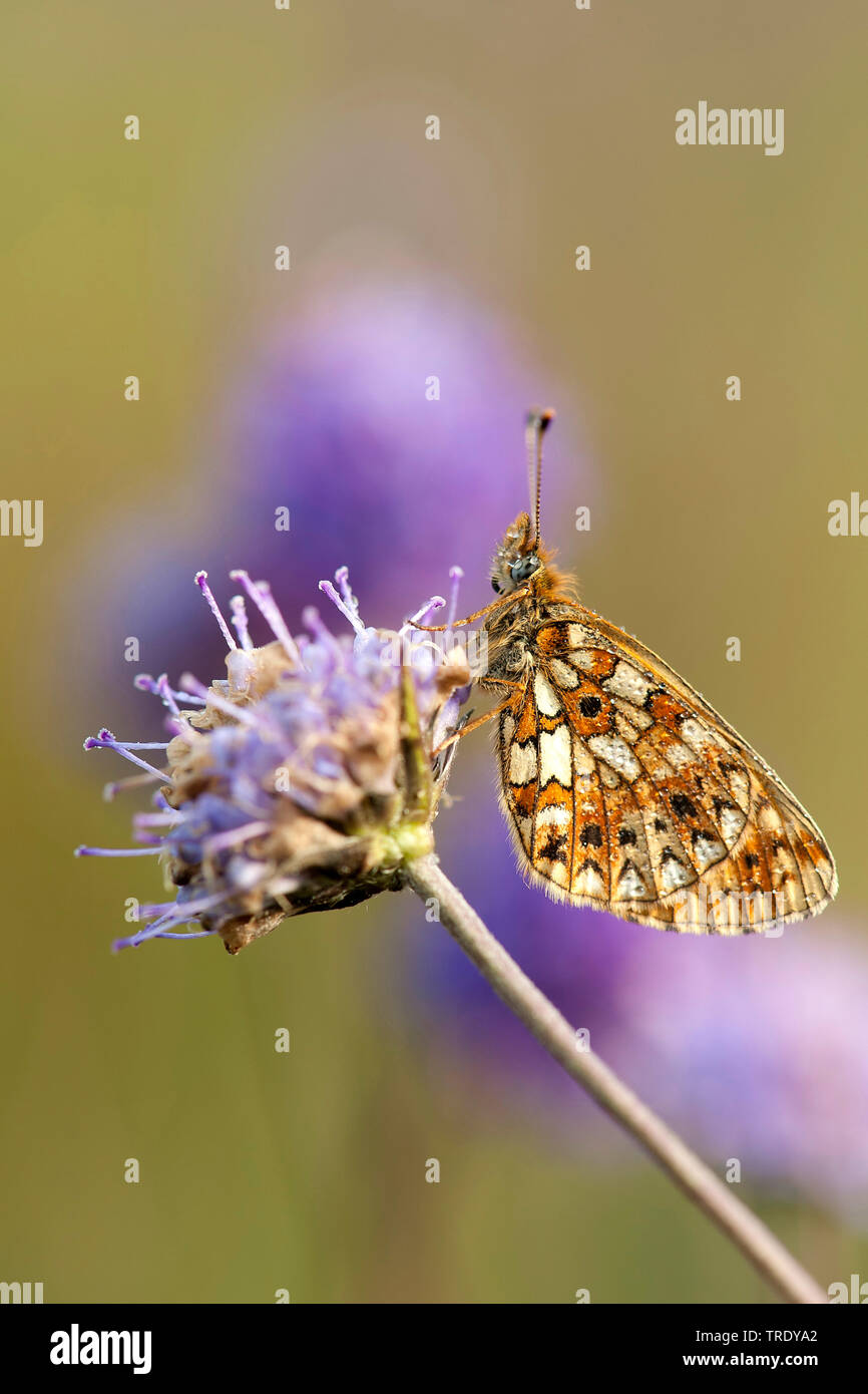 small pearl-bordered fritillary (Clossiana selene, Boloria selene ...