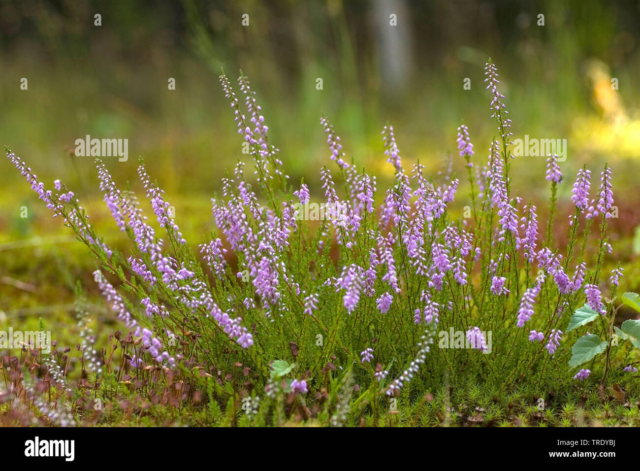 Common Heather, Ling, Heather (Calluna vulgaris), blooming, Netherlands ...