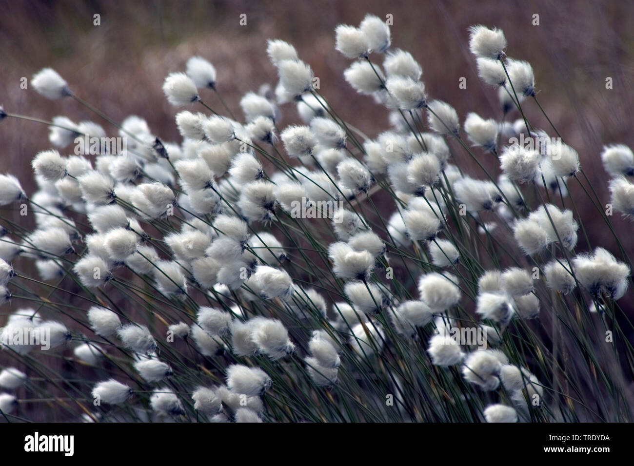 common cotton-grass, narrow-leaved cotton-grass (Eriophorum ...