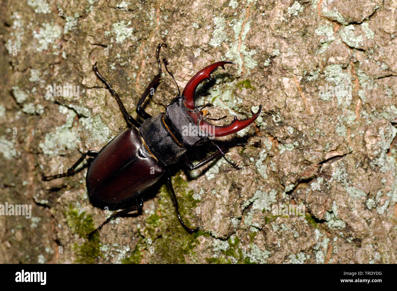 stag beetle, European stag beetle (Lucanus cervus), Netherlands Stock ...