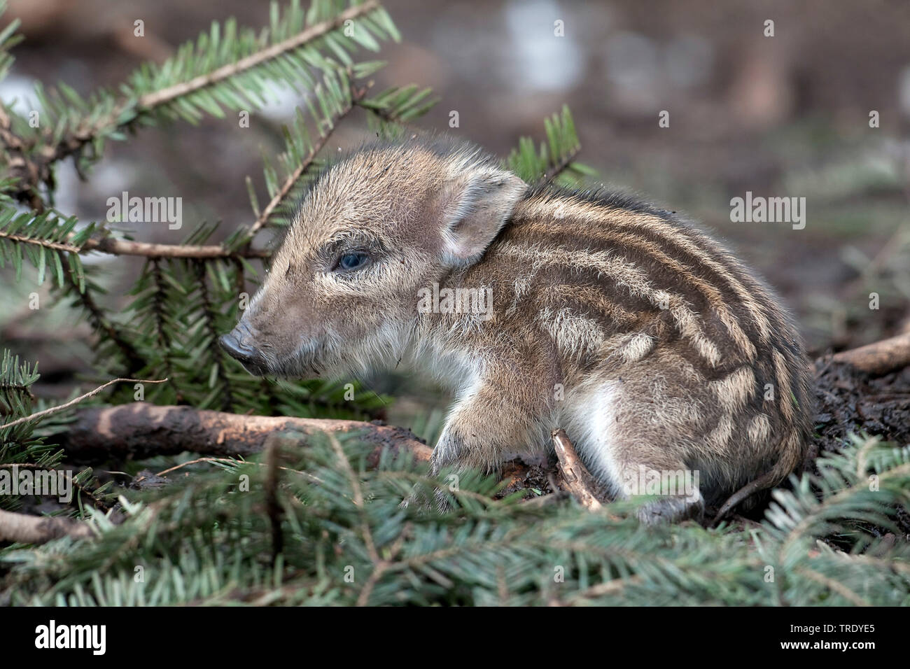 Runt piglet hi-res stock photography and images - Alamy