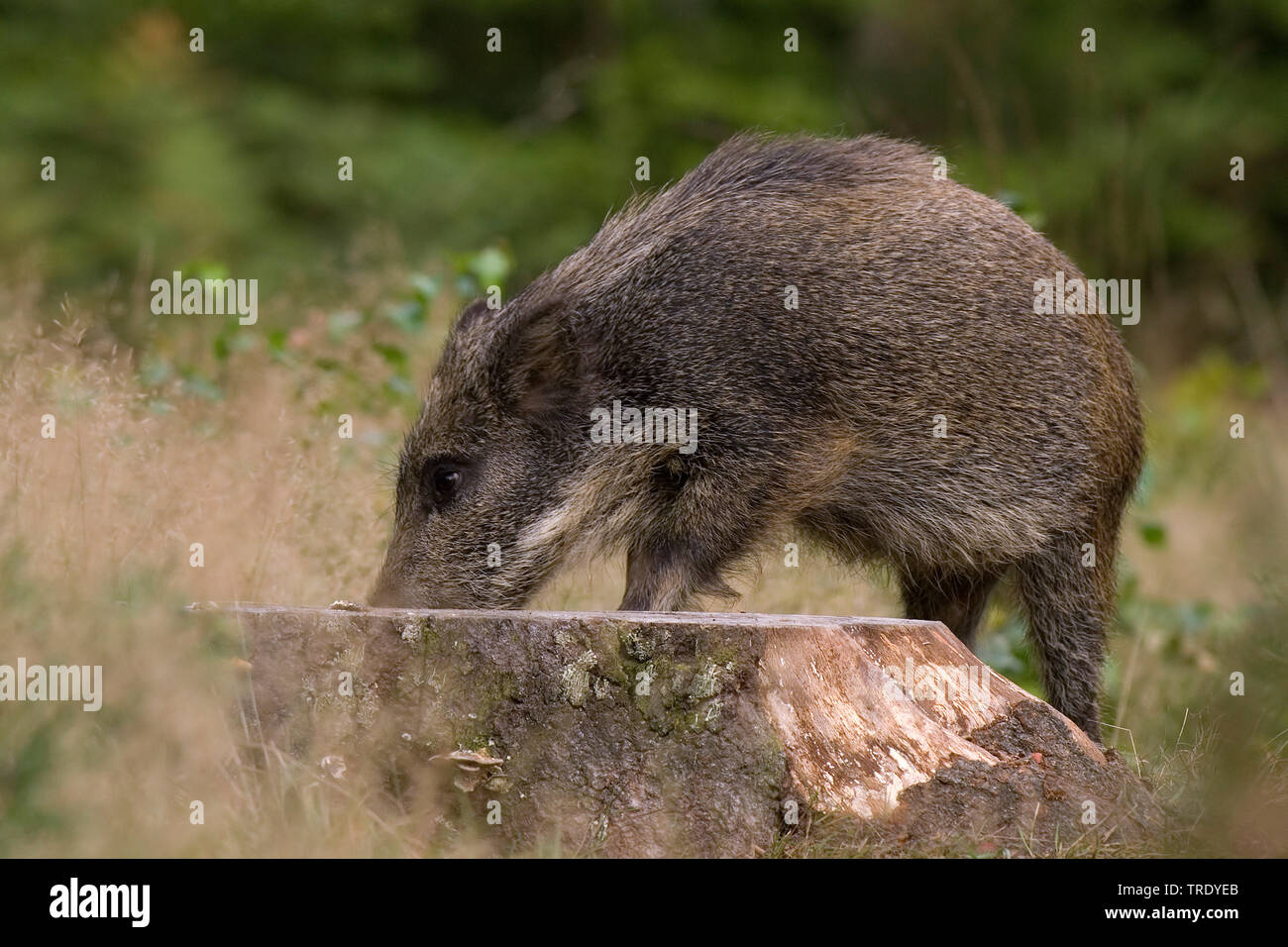 Dutch pig hi-res stock photography and images - Alamy