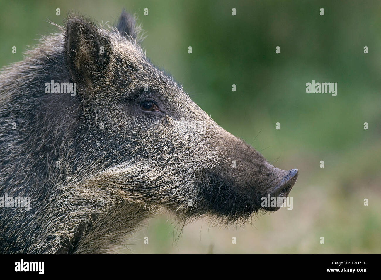 Holland pig hi-res stock photography and images - Alamy