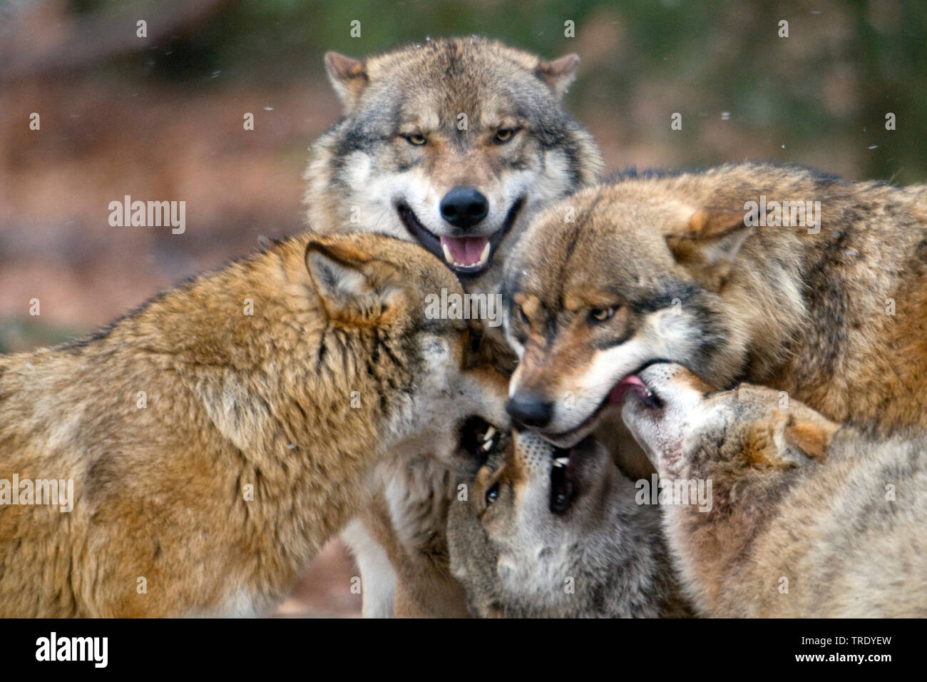 European gray wolf (Canis lupus lupus), group of Grey Wolfs, Germany ...