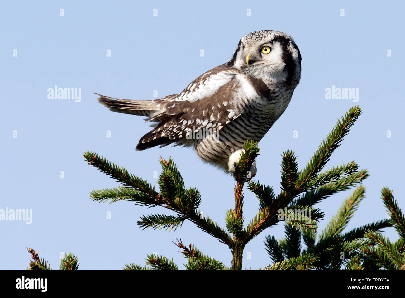 Owl sitting spruce hi-res stock photography and images - Alamy
