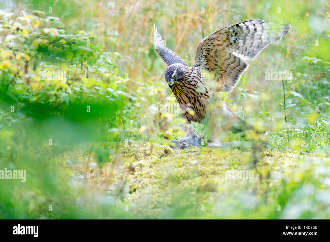 Finnish goshawk hunt bird prey hi-res stock photography and images - Alamy