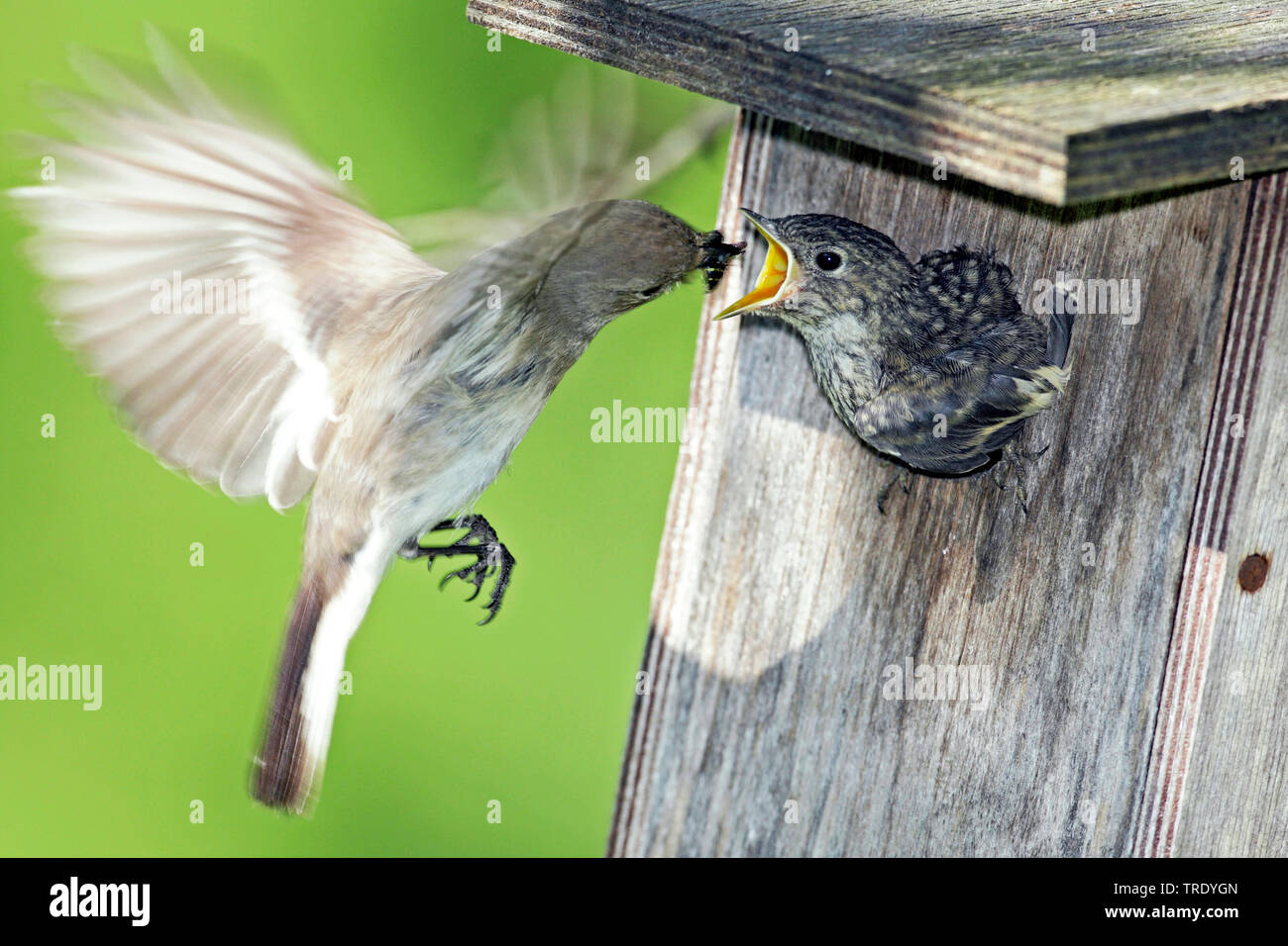 pied flycatcher (Ficedula hypoleuca), female feeding fledgling at nest ...