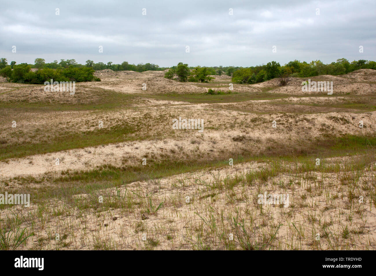 sand dunes of Letea in the Danube delta, Romania, Biosphaerenreservat ...