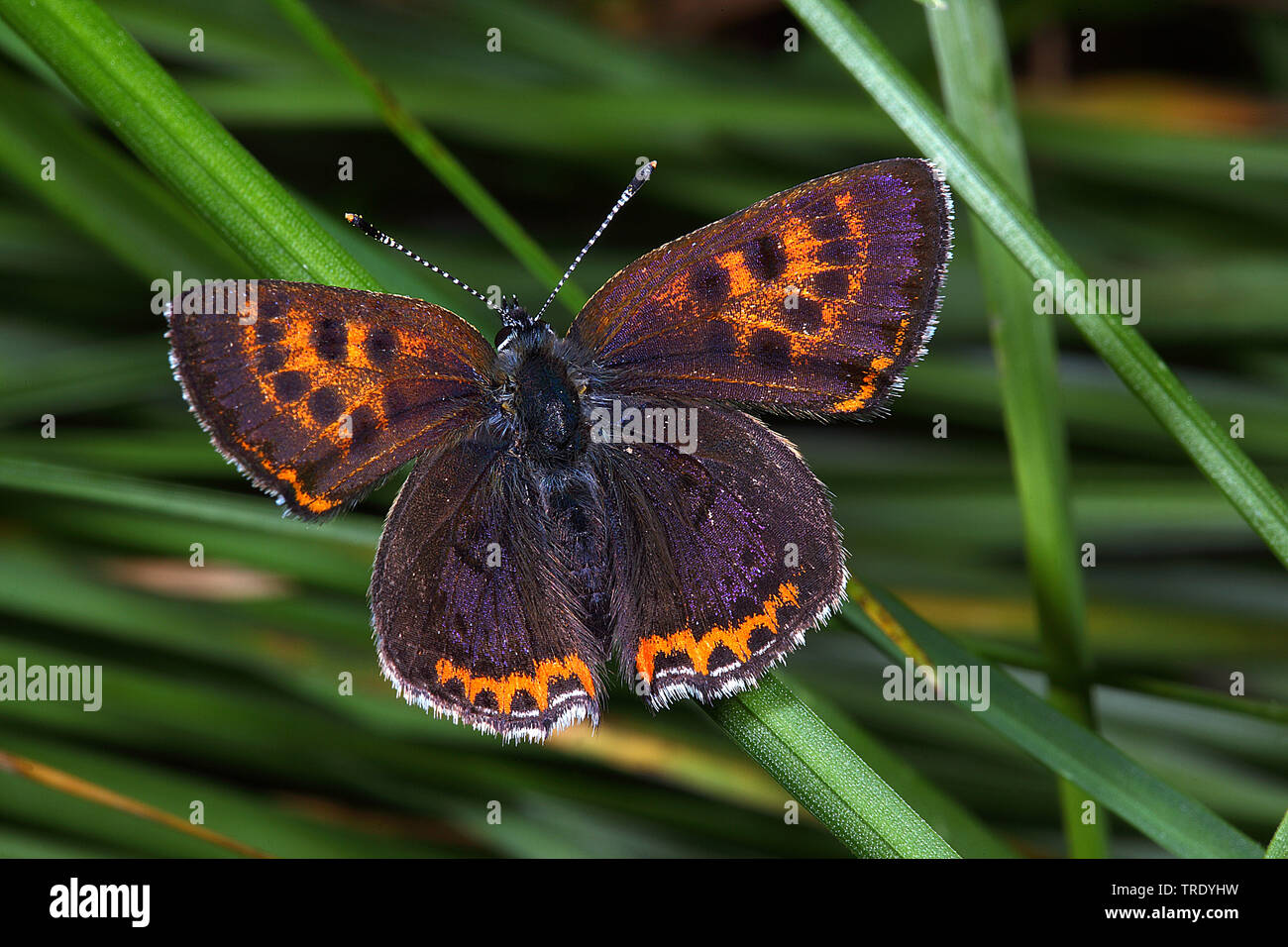 Violet copper butterfly hi-res stock photography and images - Alamy