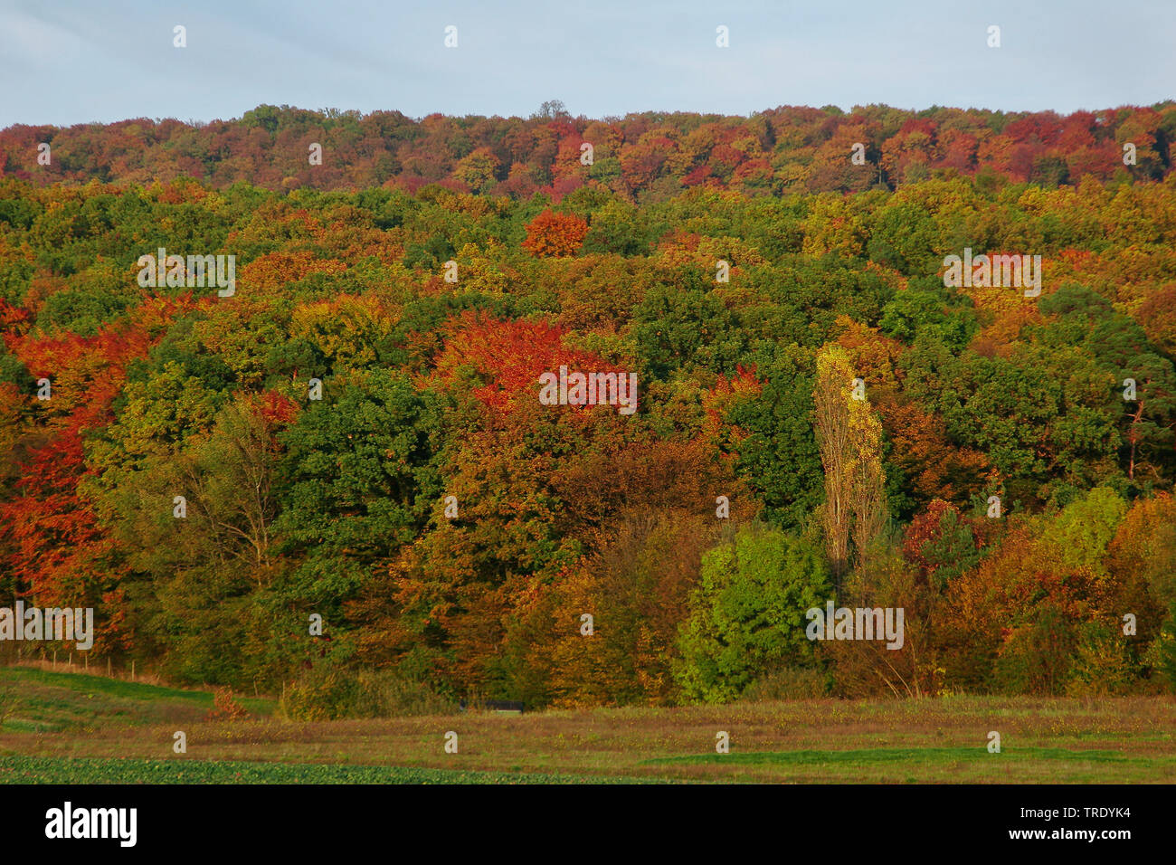 Steigerwald landscape hi-res stock photography and images - Alamy