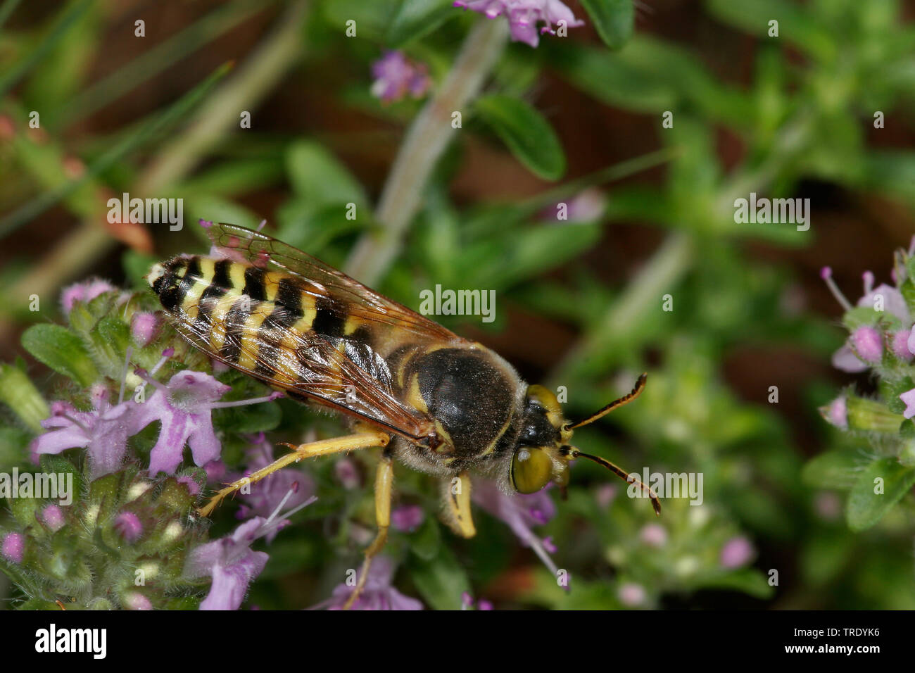 rostrate bembix wasp (Bembix rostrata, Epibembix rostrata), top view ...