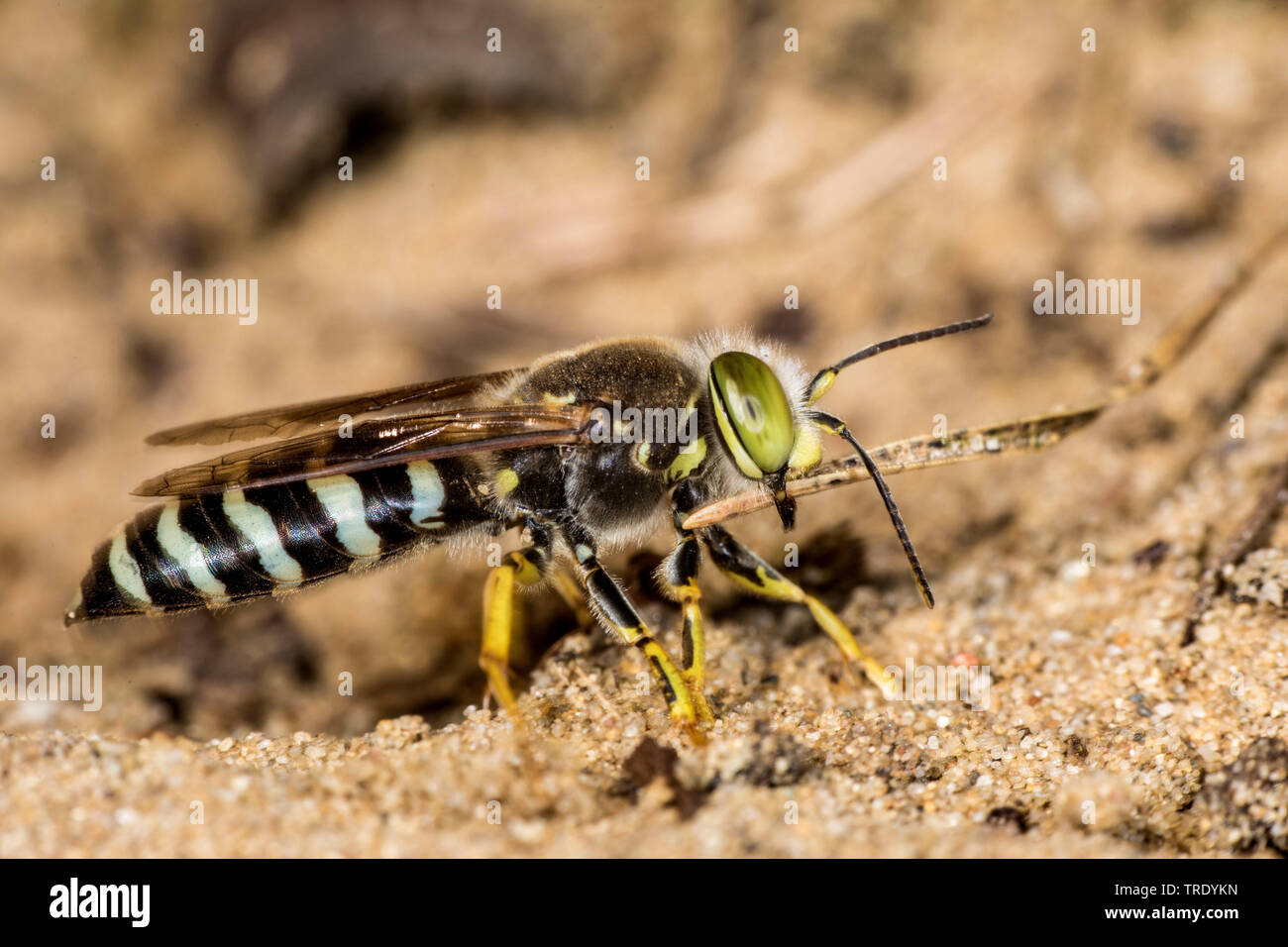 rostrate bembix wasp (Bembix rostrata, Epibembix rostrata), on the ground on sand, Germany ...