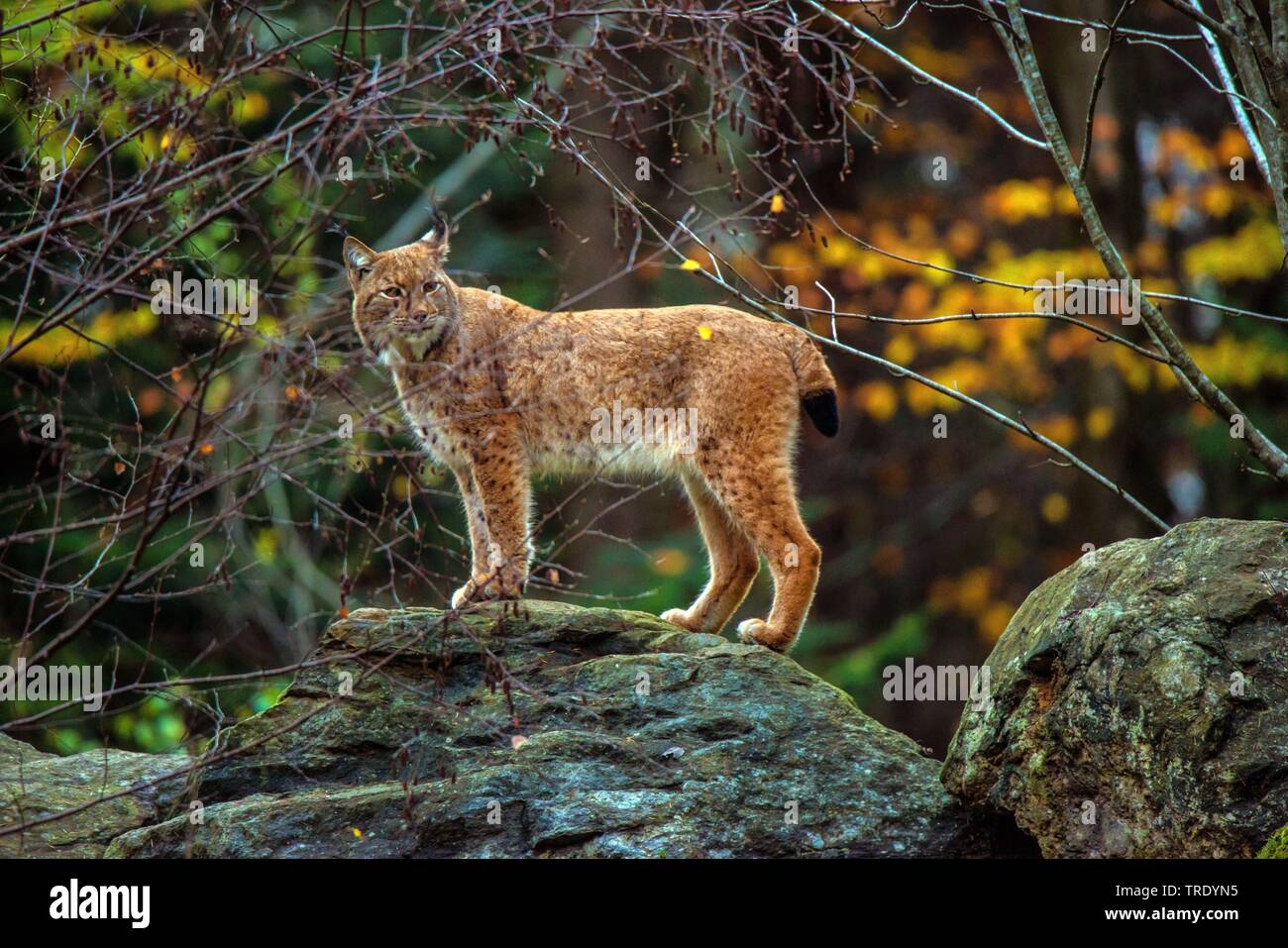 Eurasian lynx (Lynx lynx), standing on a rock in a forest, Germany ...