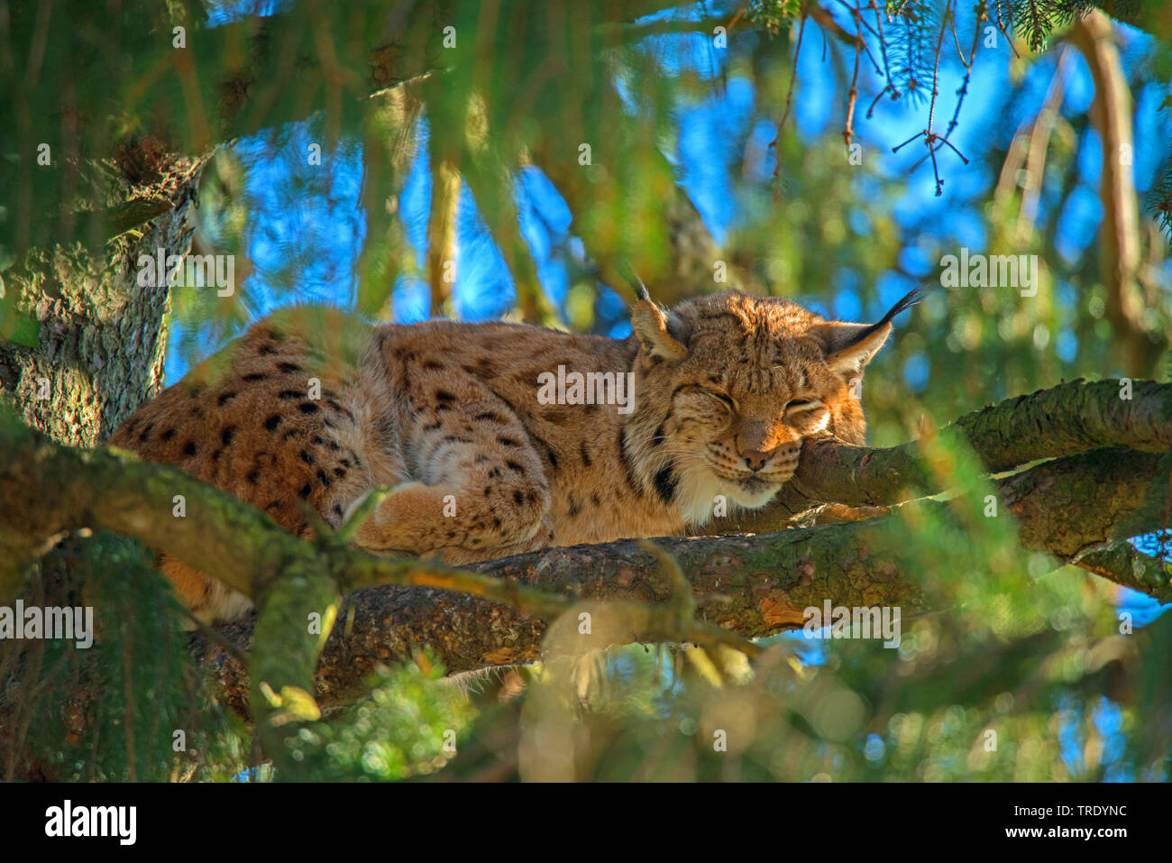 northern lynx (Lynx lynx lynx), sleeping on a tree, Germany Stock Photo ...