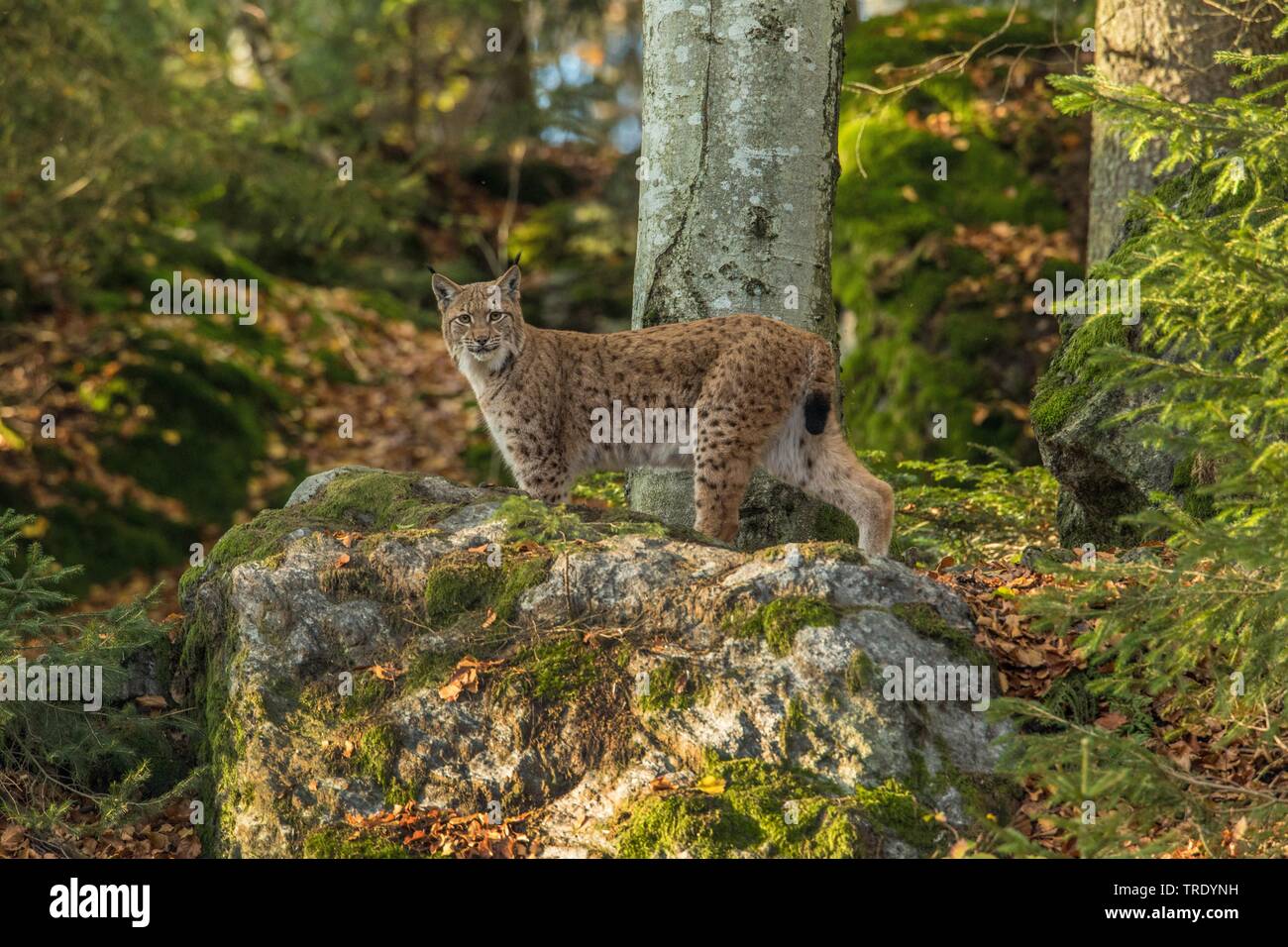Eurasian lynx (Lynx lynx), standing on a rock in a forest, Germany ...