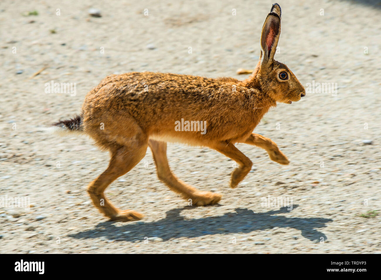 European hare, Brown hare (Lepus europaeus), running, side view ...