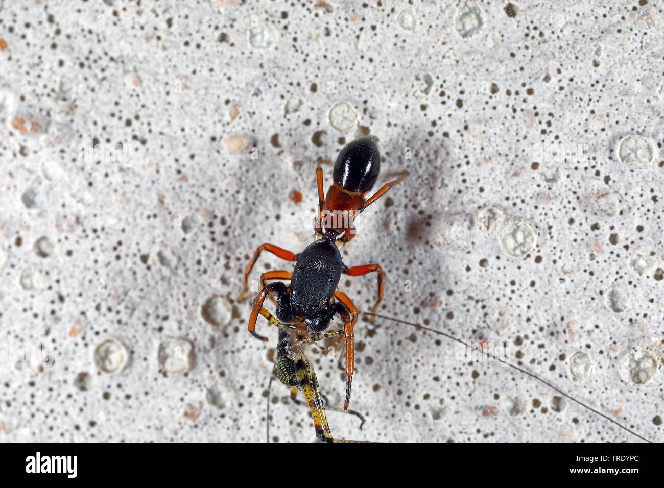 ant spider (Myrmarachne formicaria), female, Germany Stock Photo - Alamy