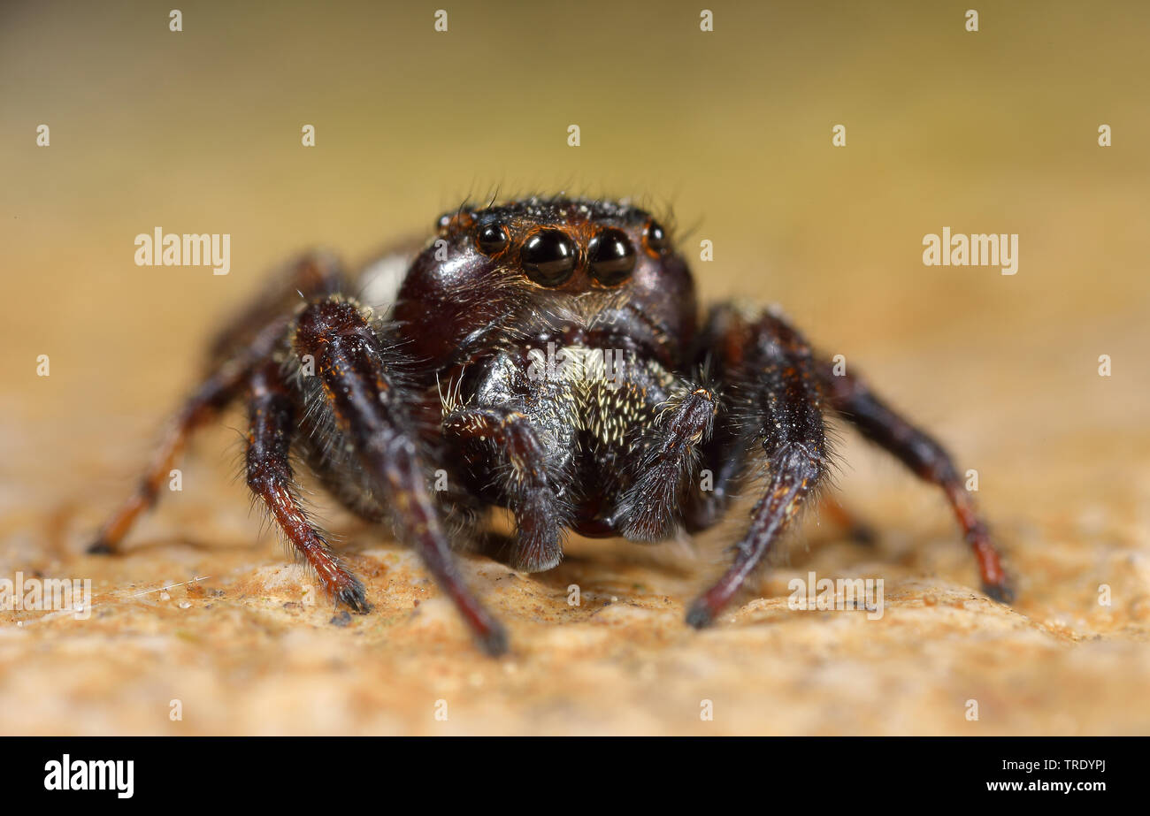 Nidicolens hi-res stock photography and images - Alamy