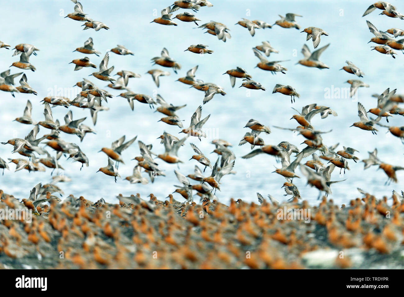 Flock birds swarm flying hi-res stock photography and images - Alamy