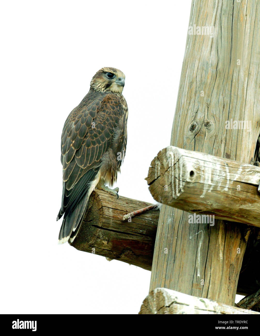 Saker falcon (Falco cherrug), juvenile, Mongolia Stock Photo - Alamy