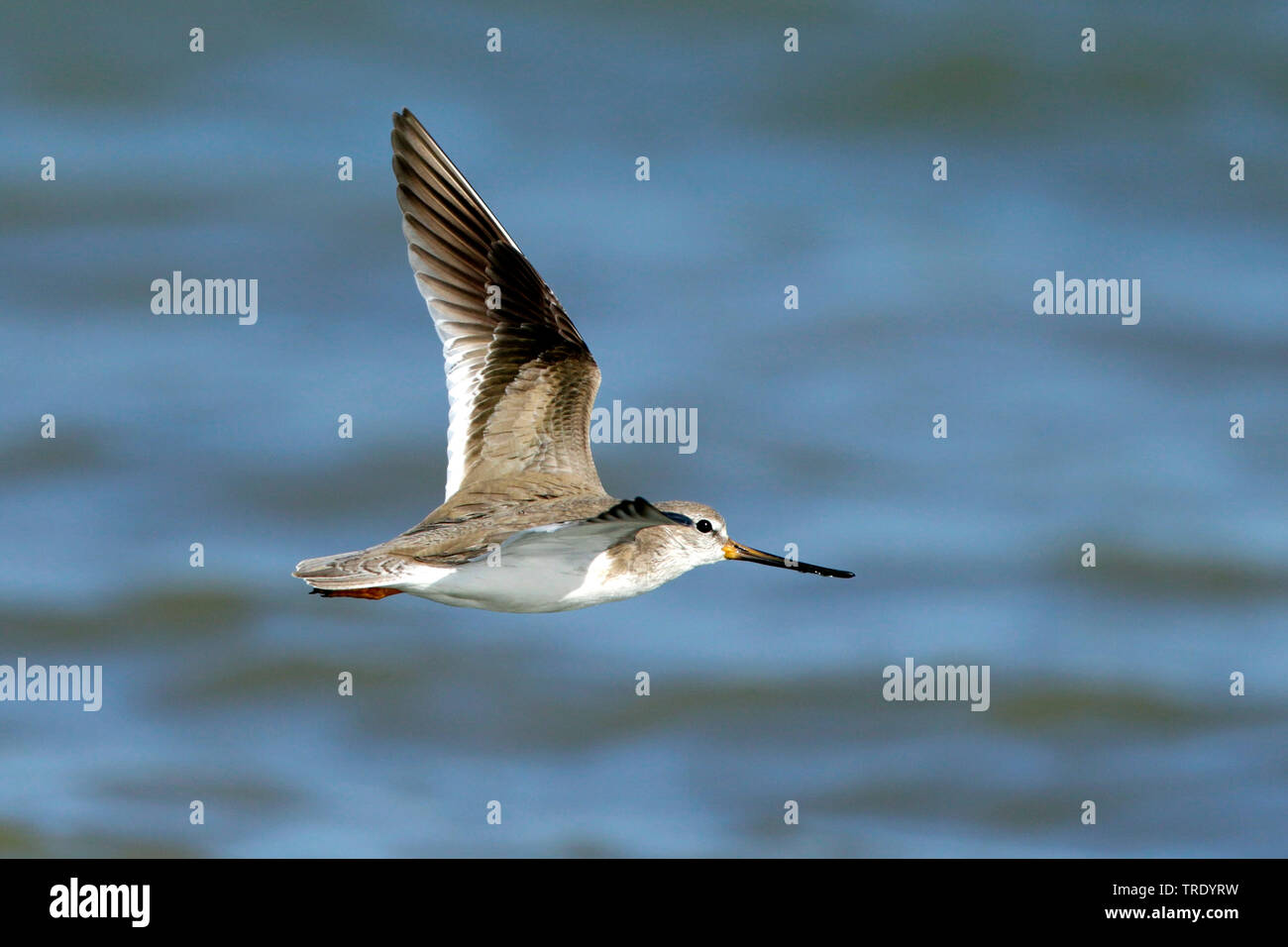 tarek sandpiper (Xenus cinereus), in flight, Oman, Salalah Stock Photo ...
