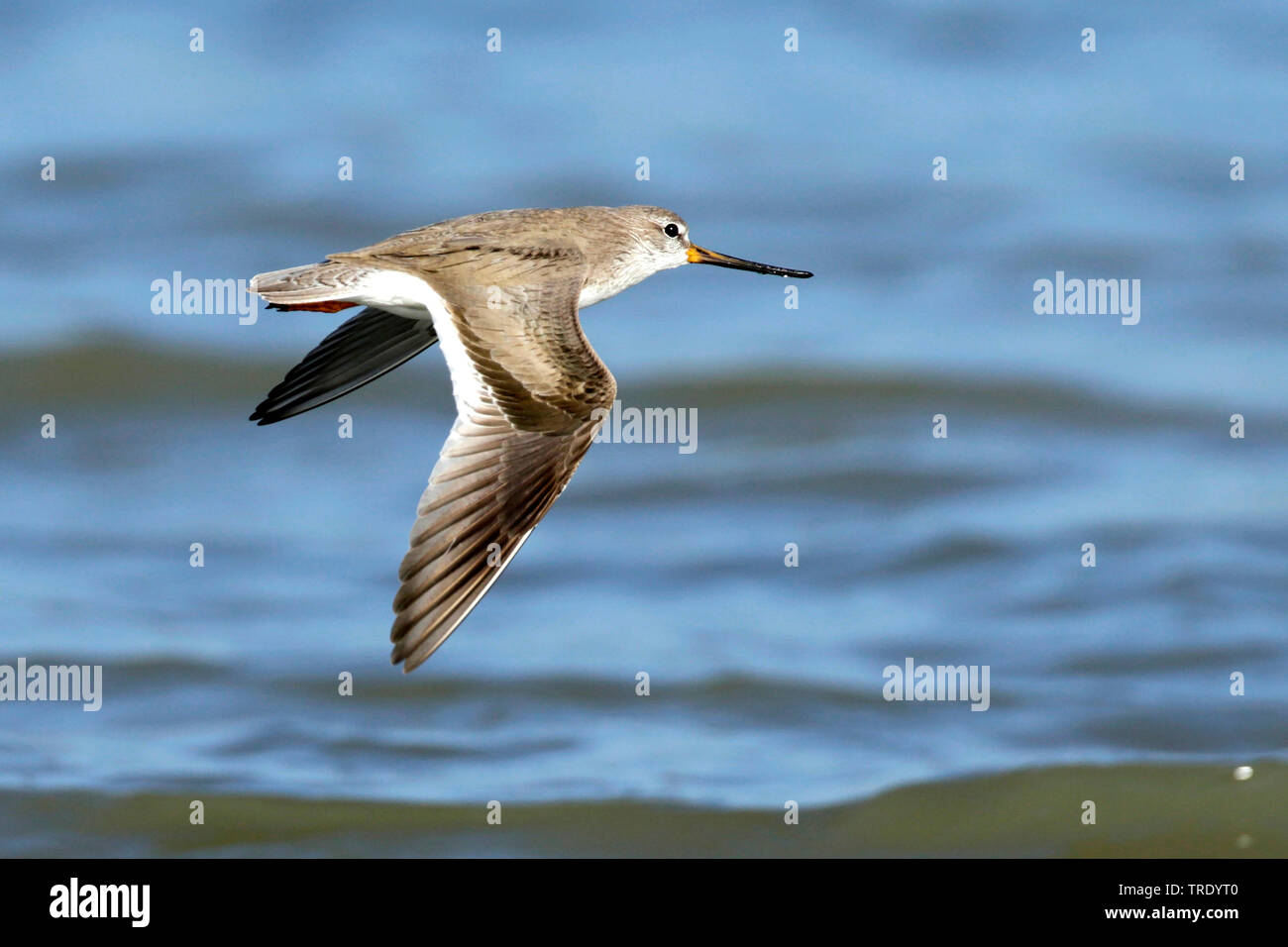 tarek sandpiper (Xenus cinereus), in flight, Oman, Salalah Stock Photo ...