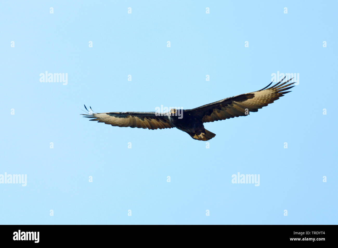 Eagle volant hi-res stock photography and images - Alamy