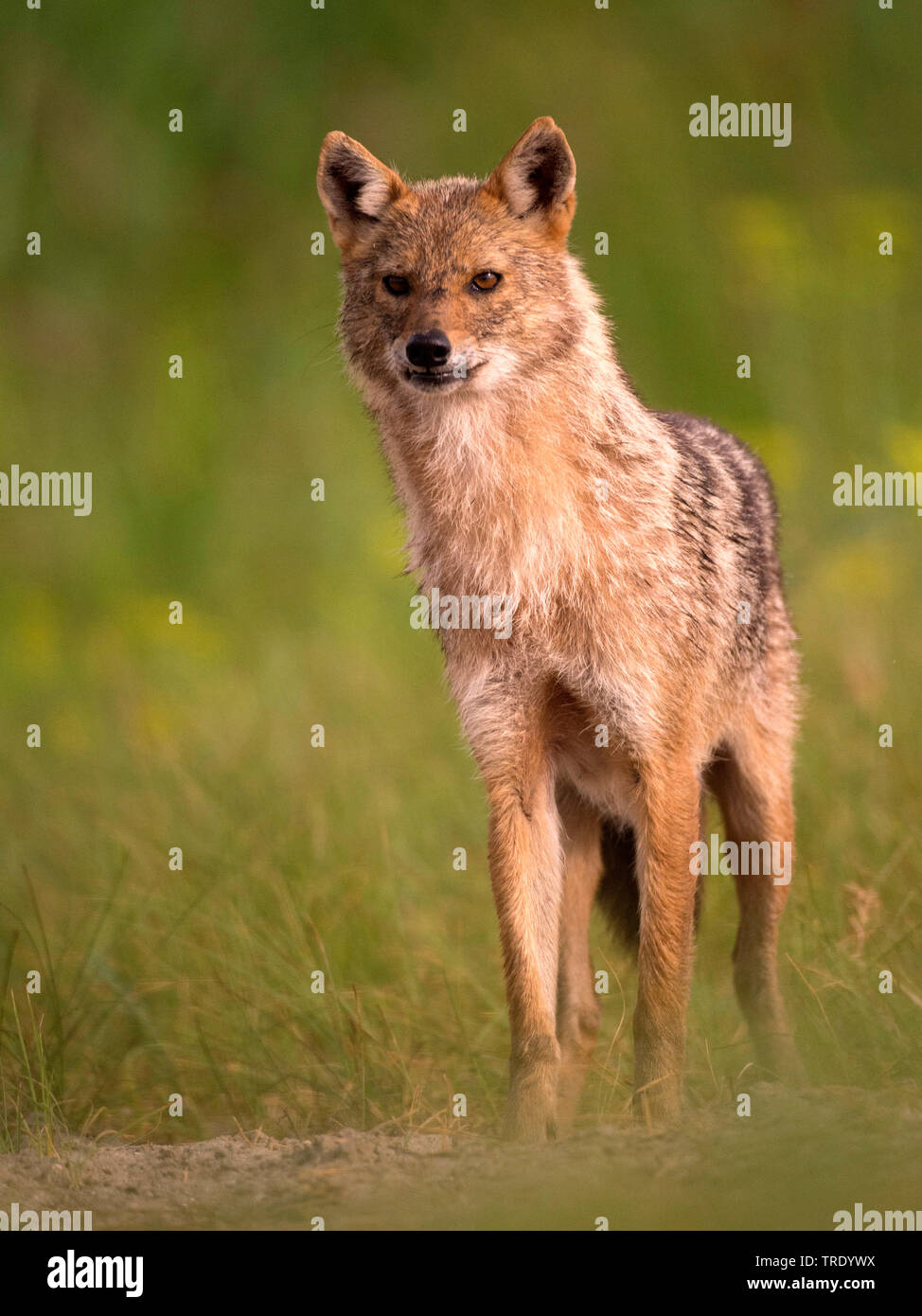golden jackal (Canis aureus), standing in a meadow, front view, Romania, Biosphaerenreservat ...