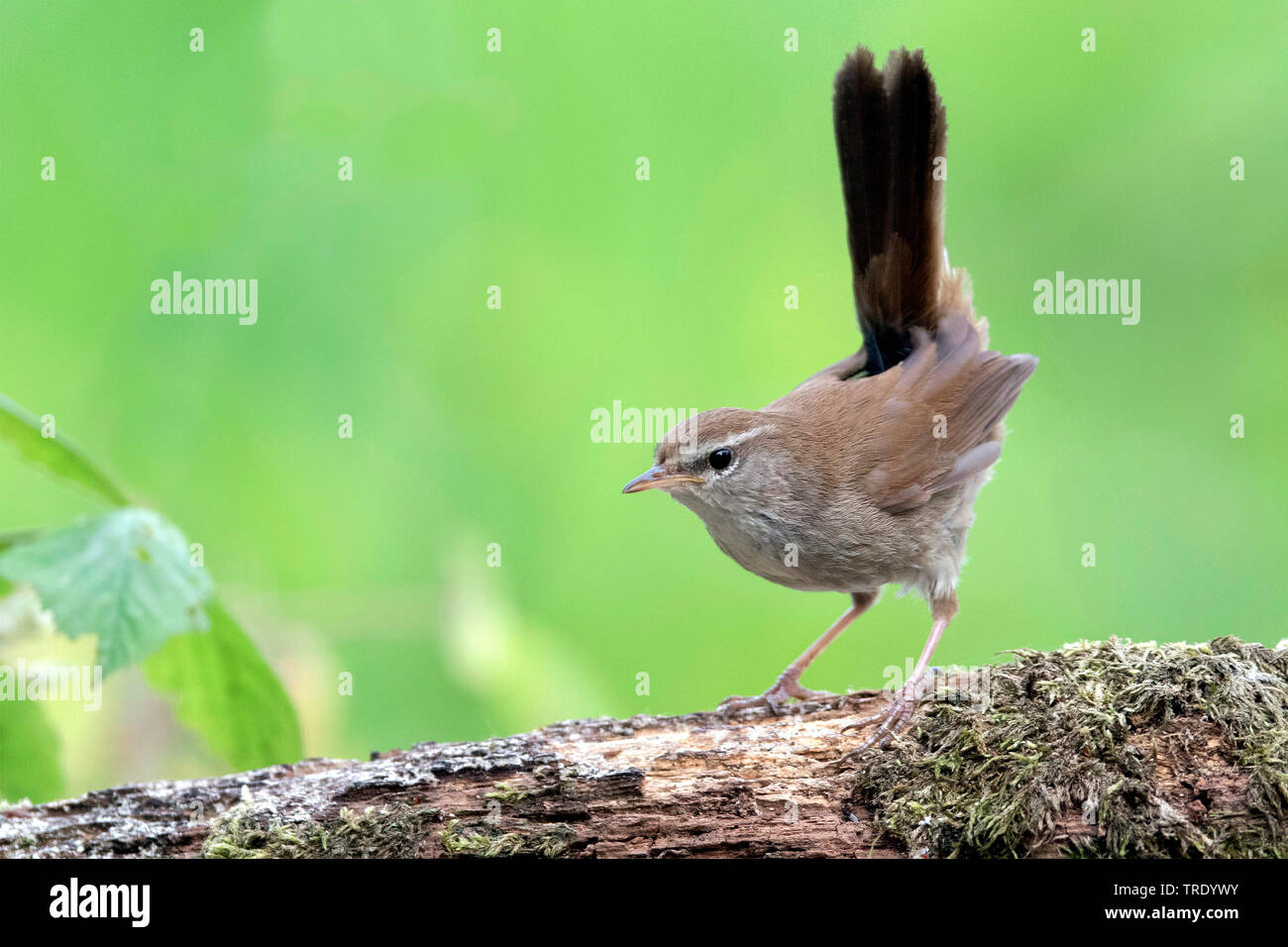 Cetti's warbler (Cettia cetti), perching on dead wood, side view ...