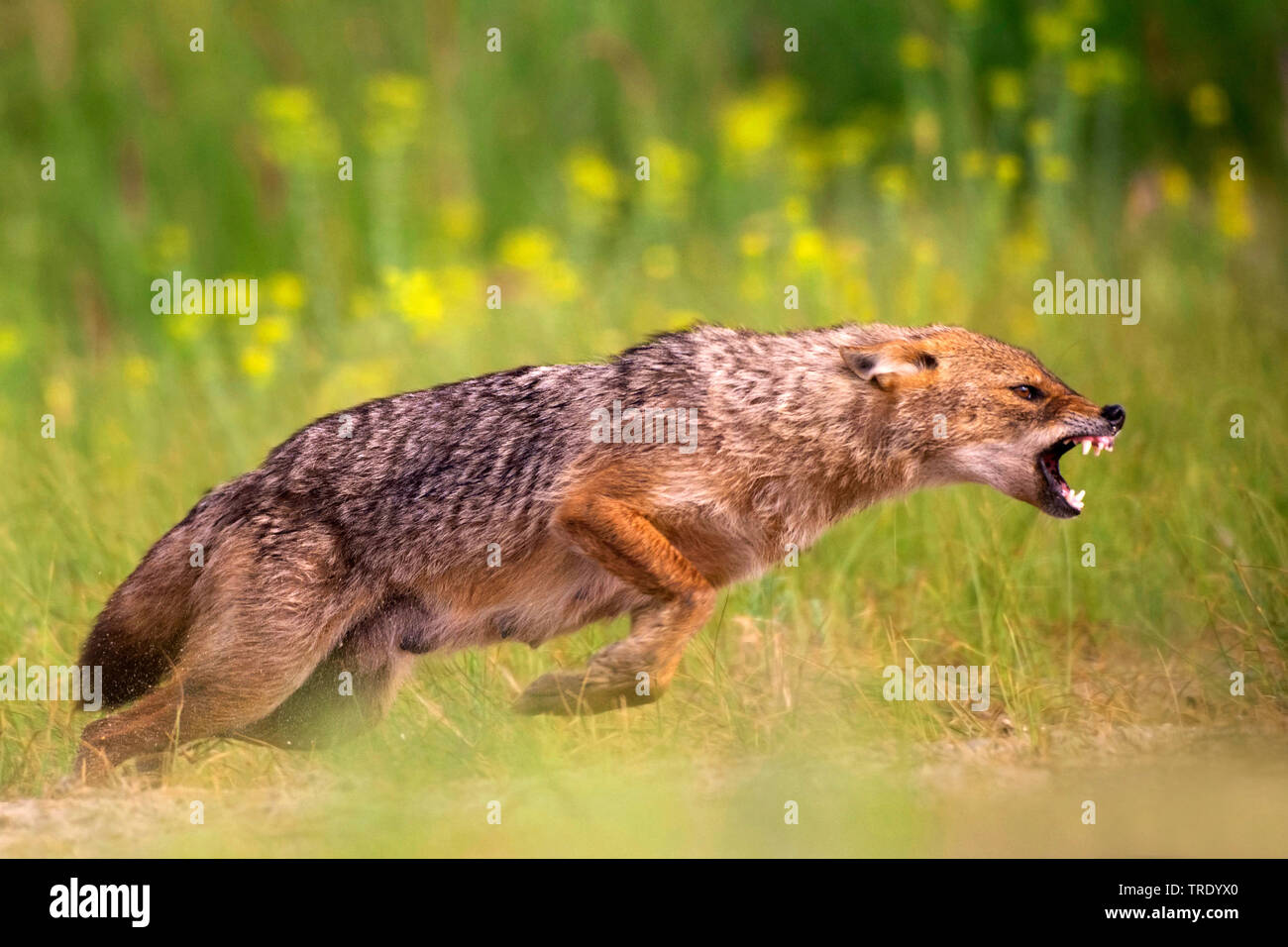 golden jackal (Canis aureus), attacking Goldschakel with bared teeth ...