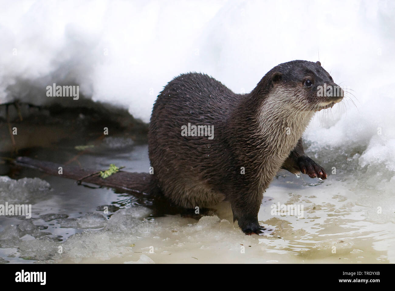 European river otter, European Otter, Eurasian Otter (Lutra lutra ...